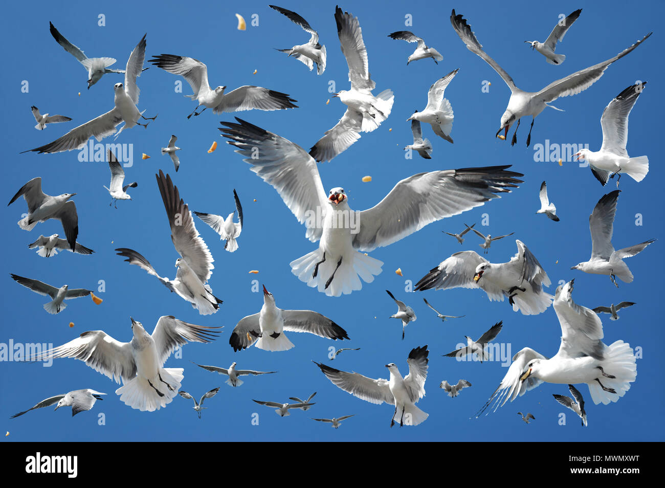Predator gulls hi-res stock photography and images - Alamy