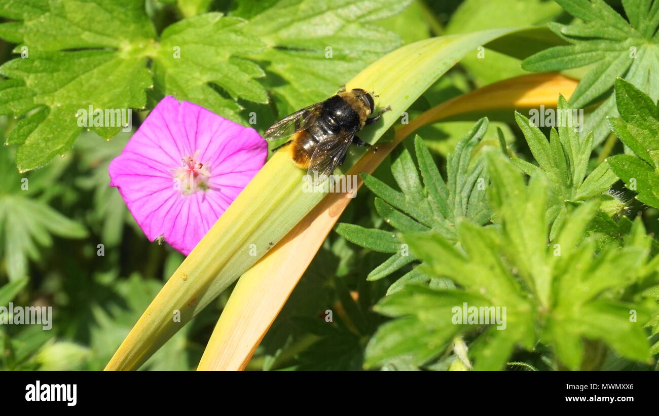 Early bumblebee hi-res stock photography and images - Alamy