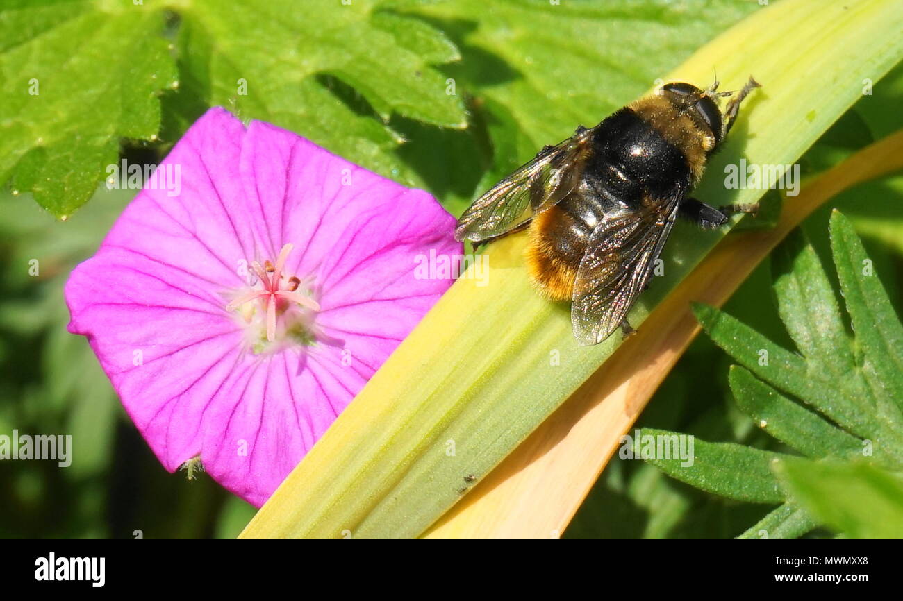 Early bumblebee hi-res stock photography and images - Alamy