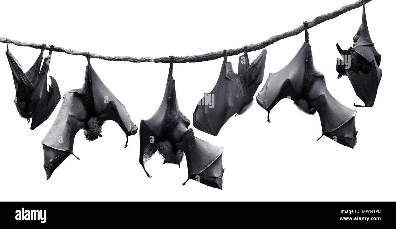 Bats wings hi-res stock photography and images - Alamy