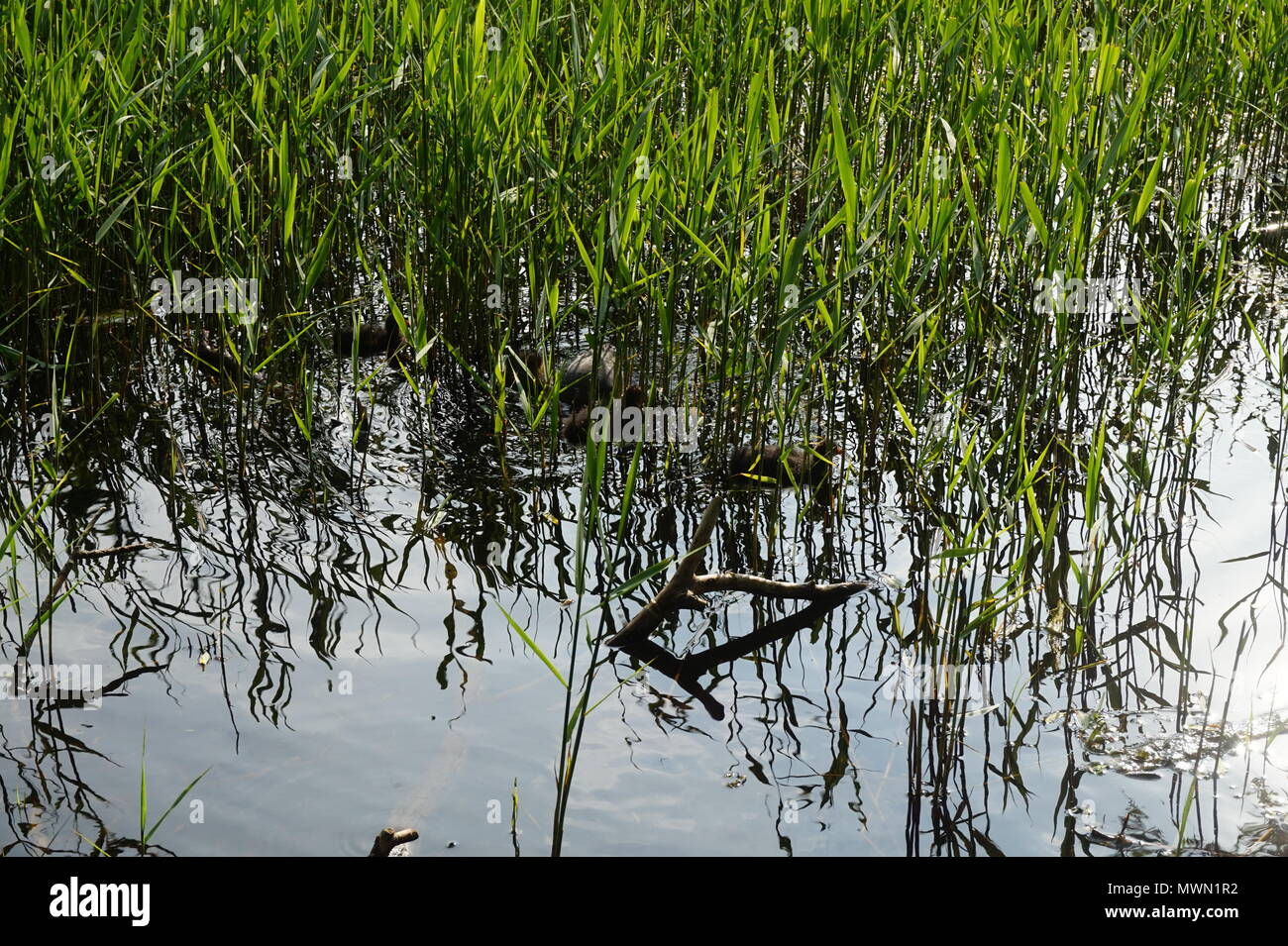 Moorhen Chicks Hiding in the Reeds Stock Photo - Alamy