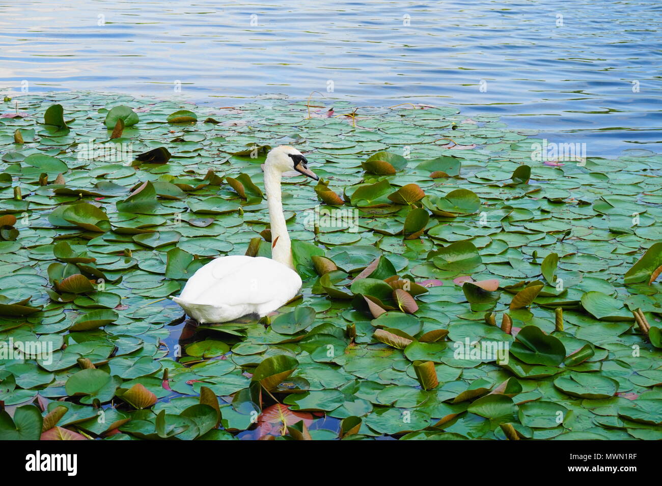 National bird of denmark hi-res stock photography and images - Alamy