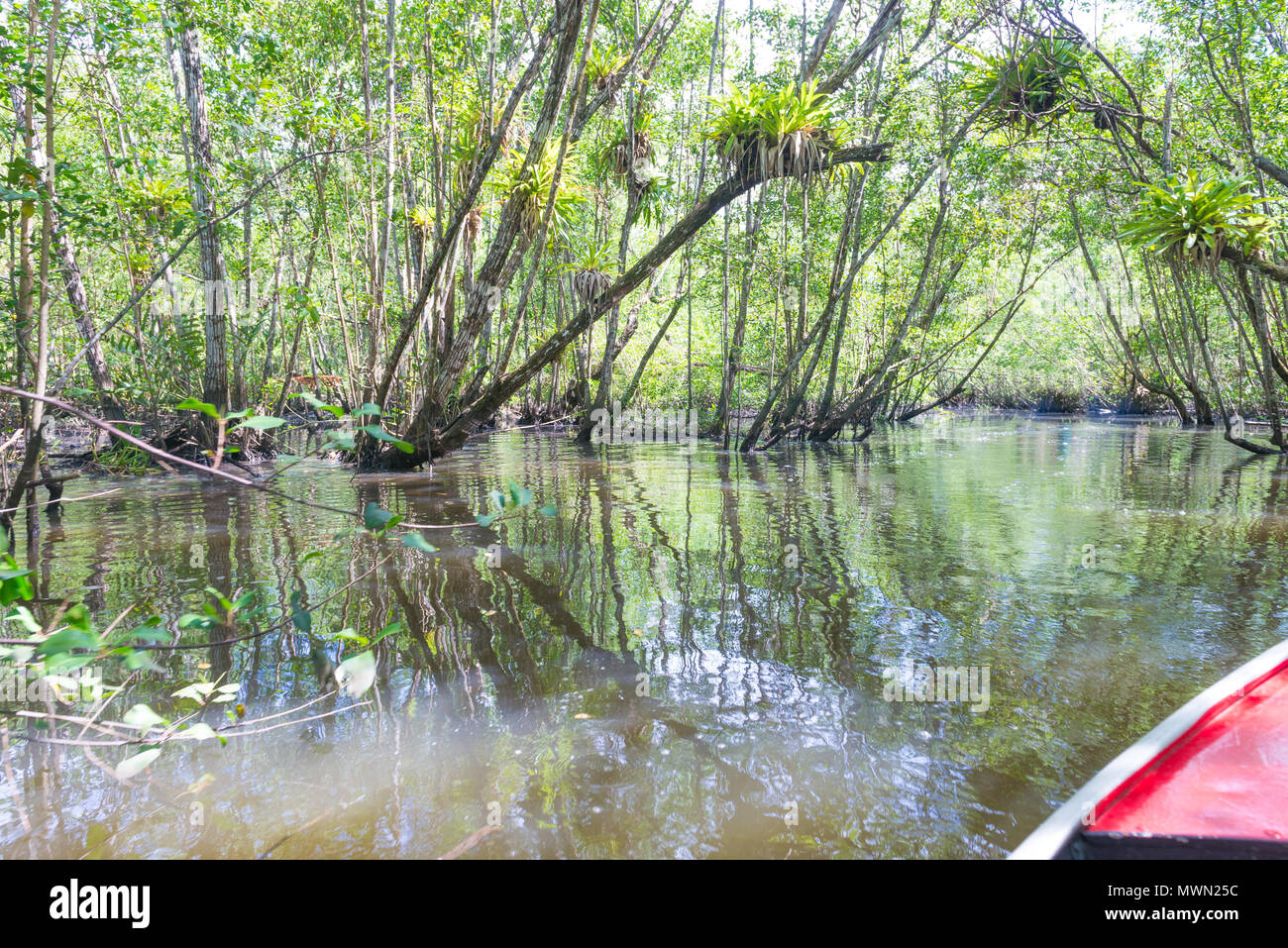 Itacare, Brazil - December 9, 2016: Canoe crossing a mangrove canal ...
