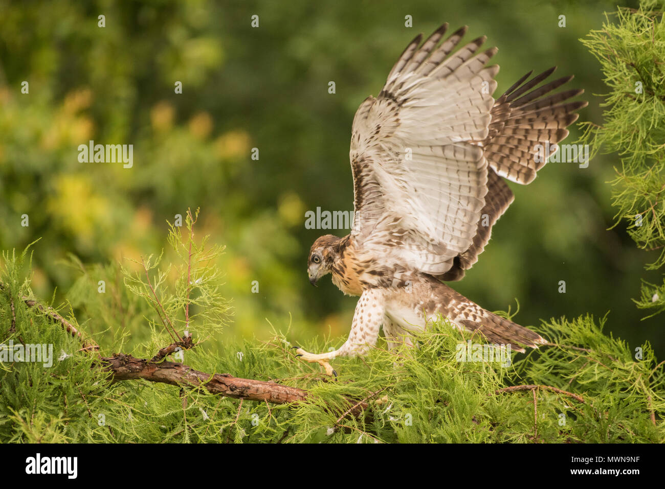 A fledgling red-tailed hawk (Buteo jamaicensis) in a tree. It has not ...