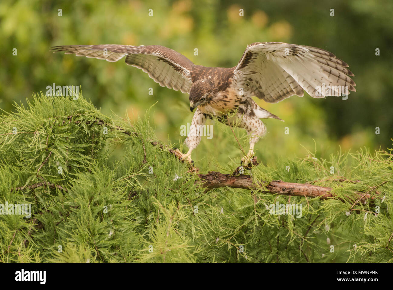 A fledgling red-tailed hawk (Buteo jamaicensis) in a tree. It has not ...