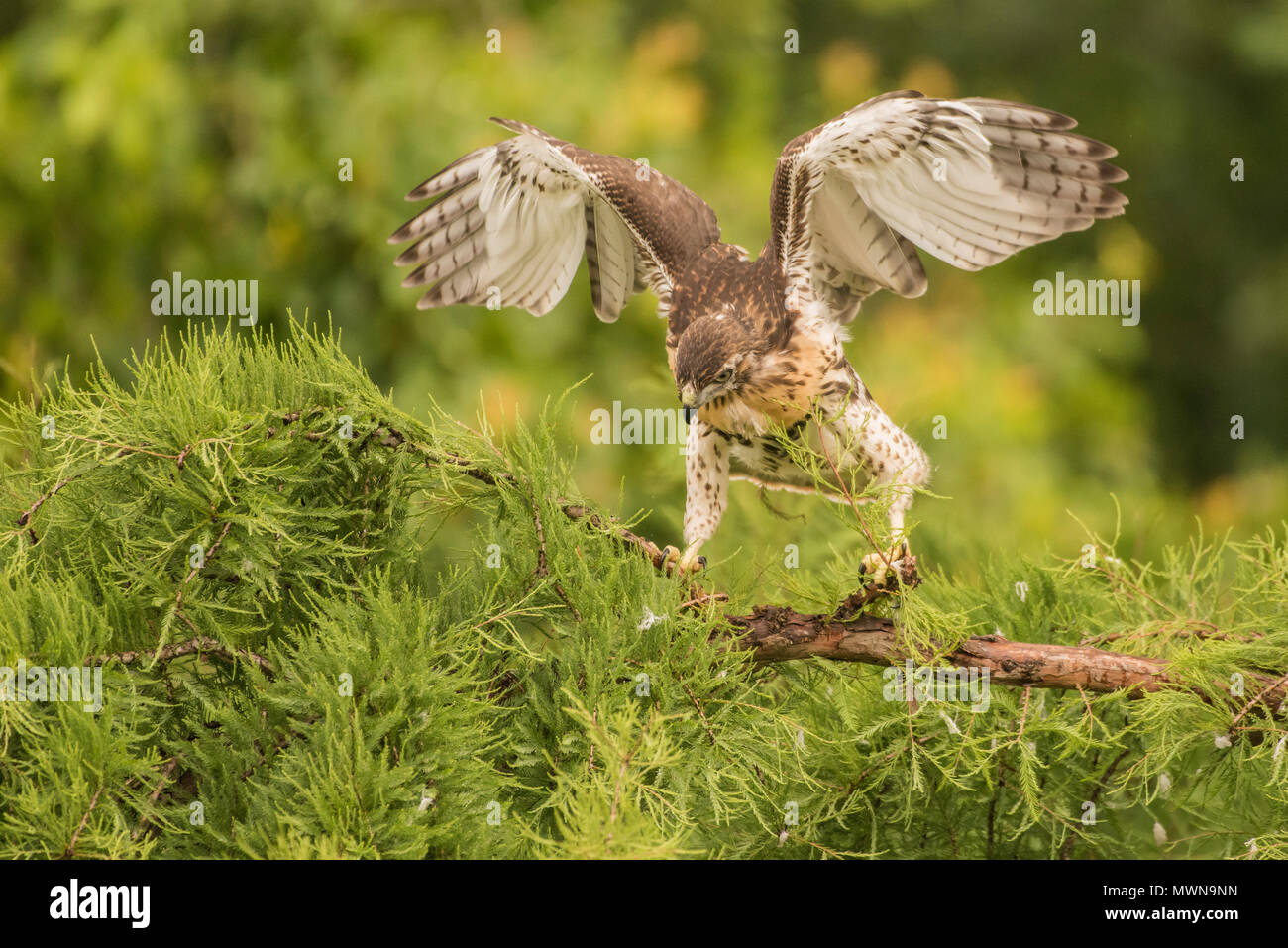 A fledgling red-tailed hawk (Buteo jamaicensis) in a tree. It has not ...