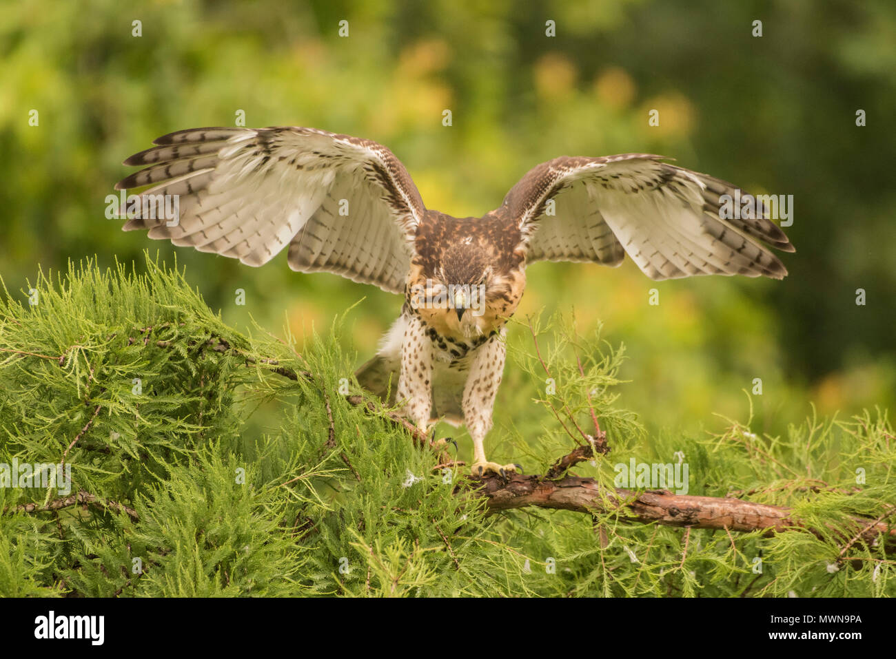 A fledgling red-tailed hawk (Buteo jamaicensis) in a tree. It has not ...