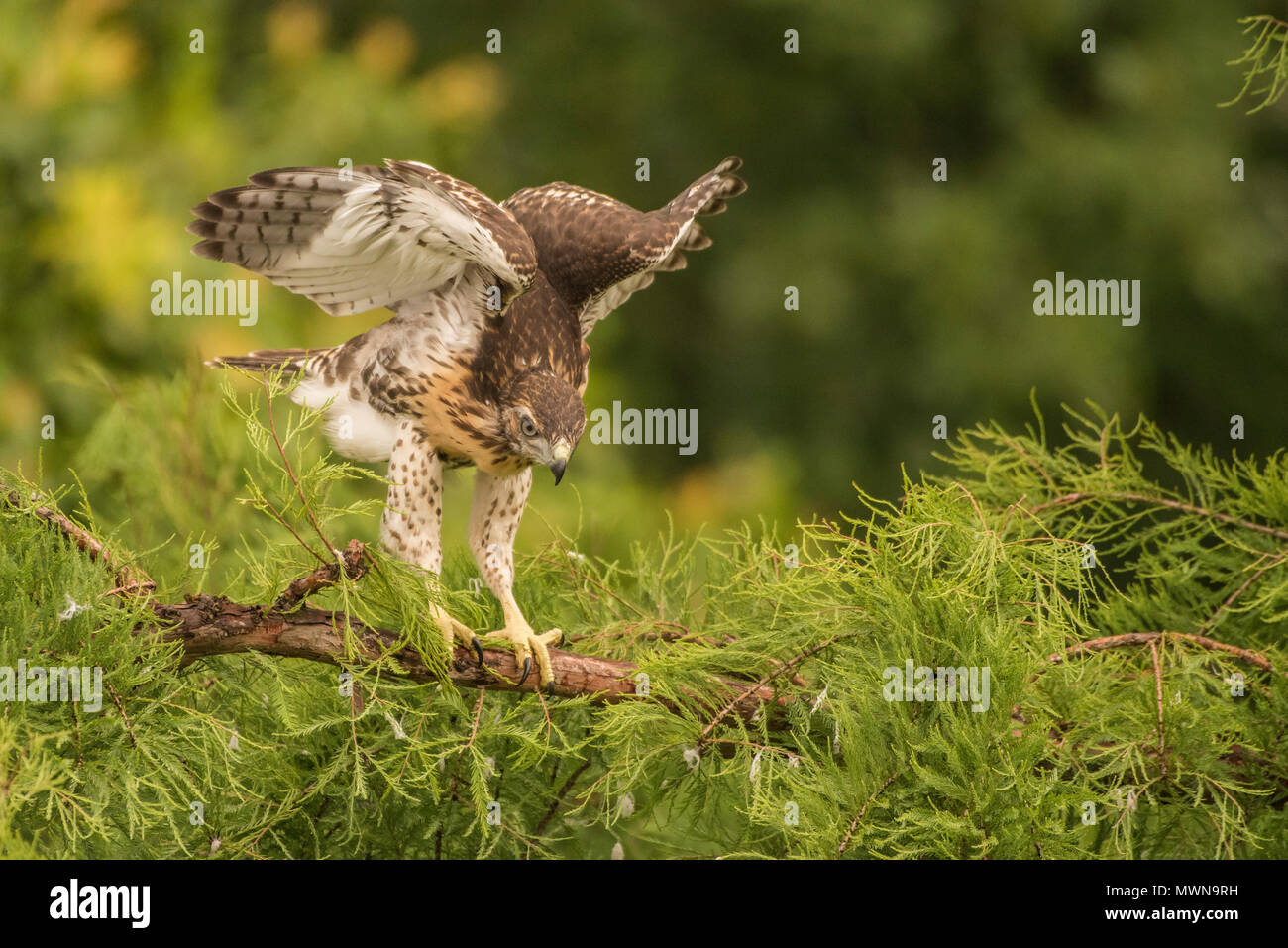 Juvenile red tailed hawk hi-res stock photography and images - Alamy