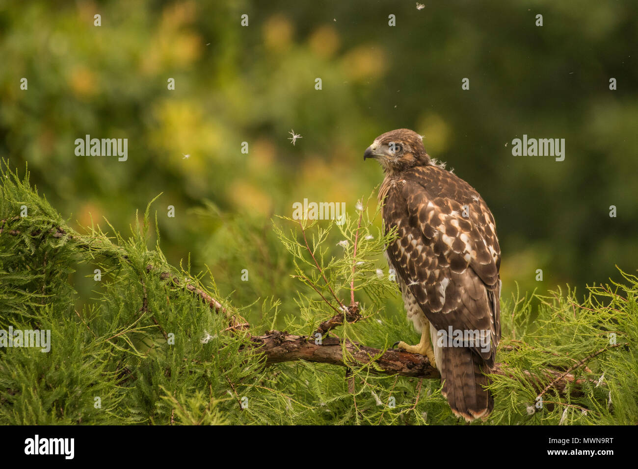 A fledgling red-tailed hawk (Buteo jamaicensis) in a tree. It has not ...