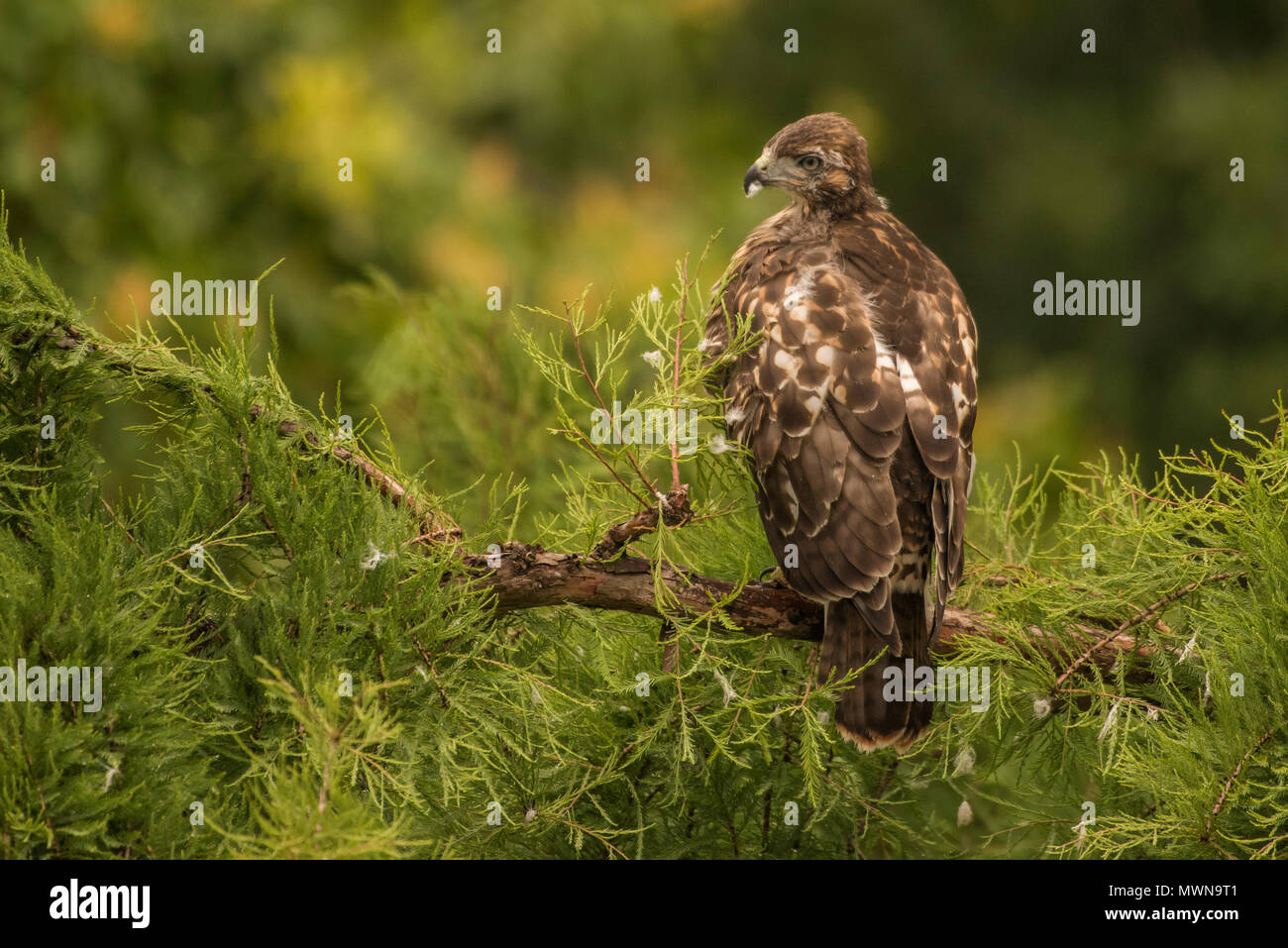 A fledgling red-tailed hawk (Buteo jamaicensis) in a tree. It has not ...