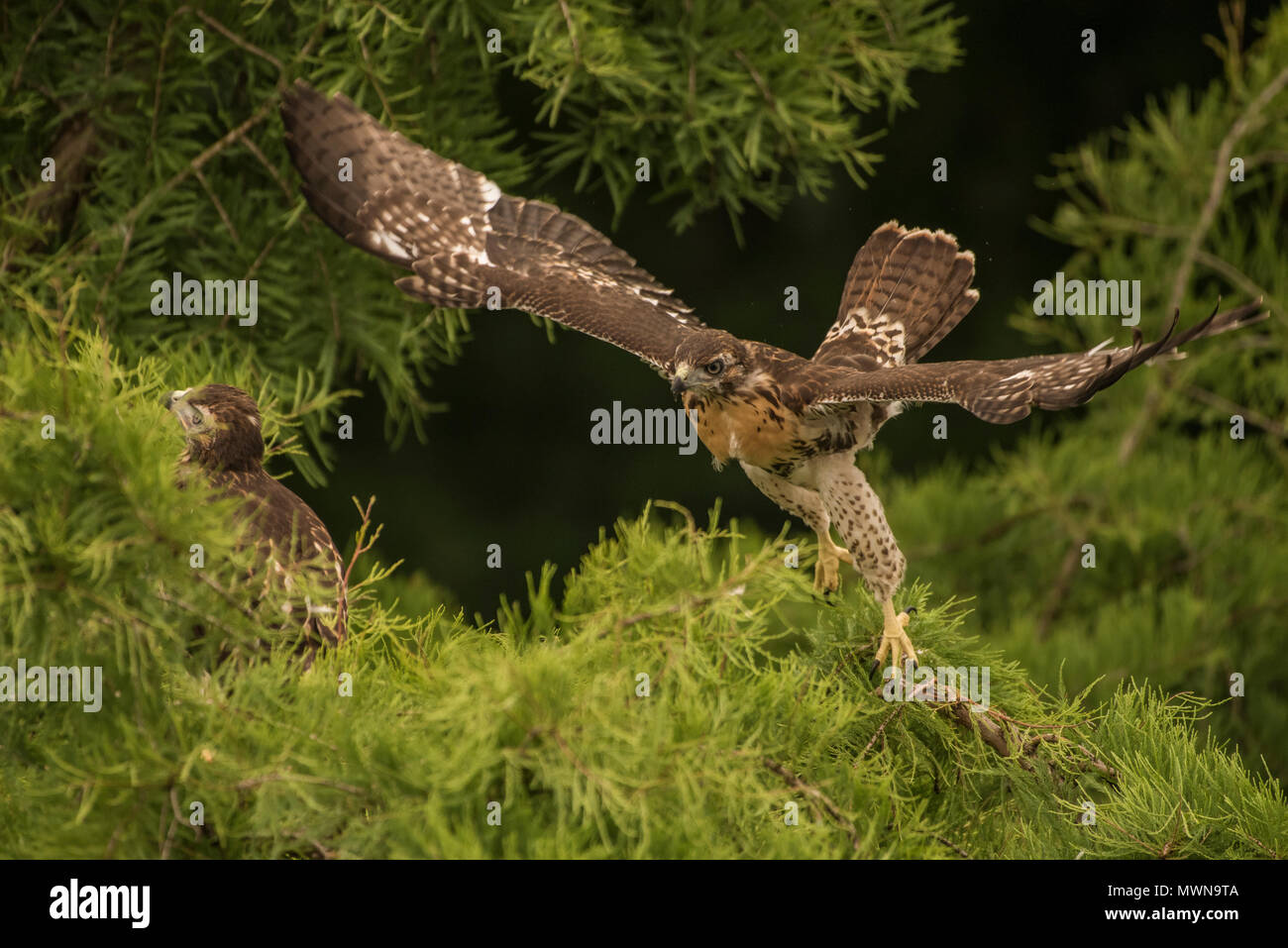 Juvenile red tailed hawk (Buteo jamaicensis a split second before ...