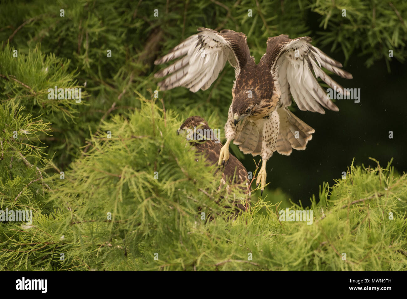 In more of a jump than a flight, this juvenile red tailed hawk (Buteo ...