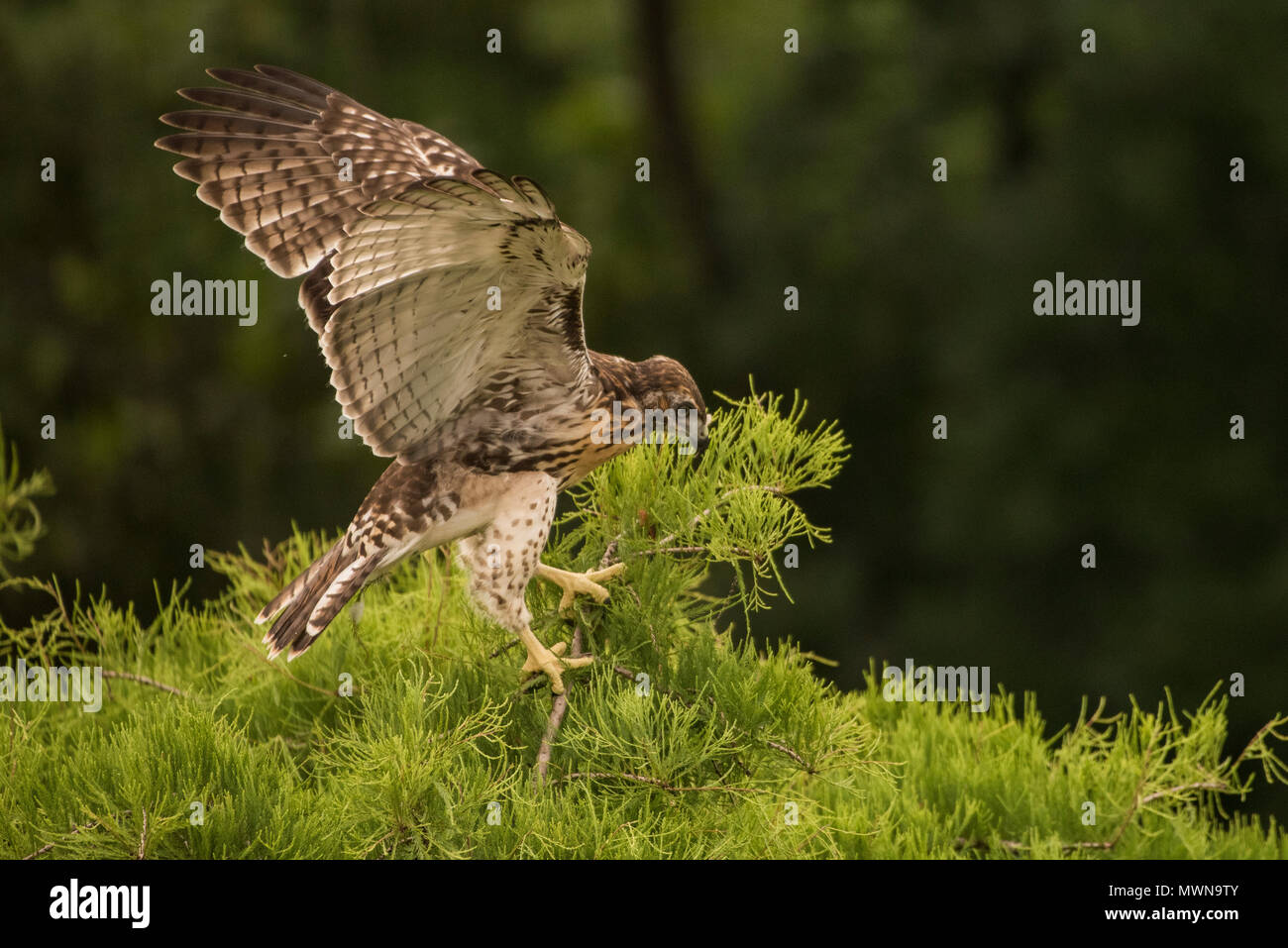Red tailed hawk nest hi-res stock photography and images - Alamy