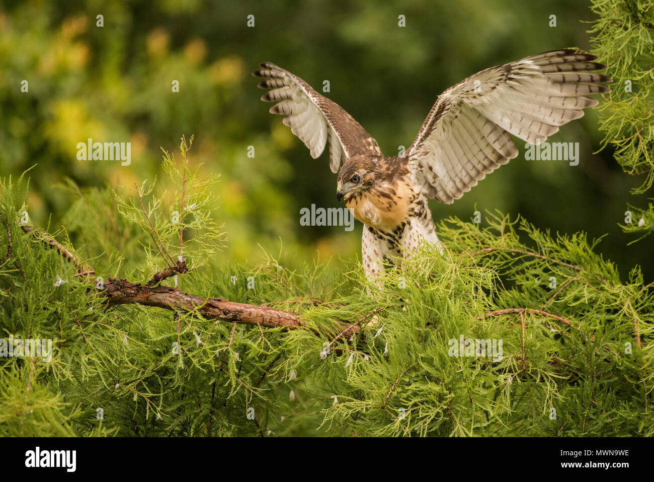 Young bird flapping wings hi-res stock photography and images - Alamy
