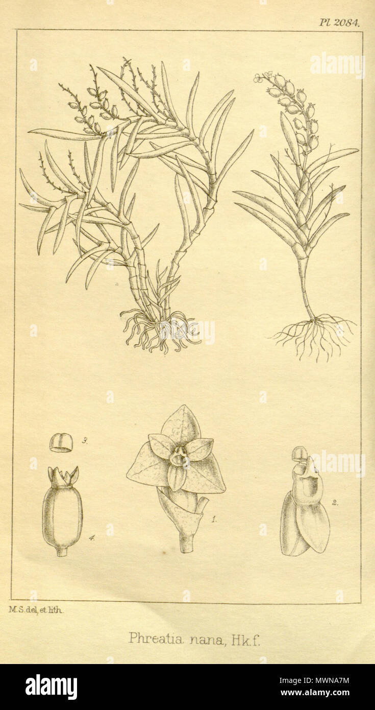 . Illustration of Octarrhena parvula syn. Phreatia nana . 1892. M. S ...