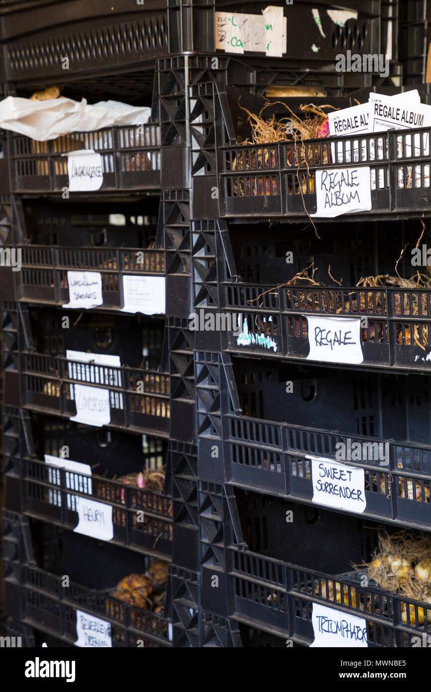 Lily bulbs hi-res stock photography and images - Alamy