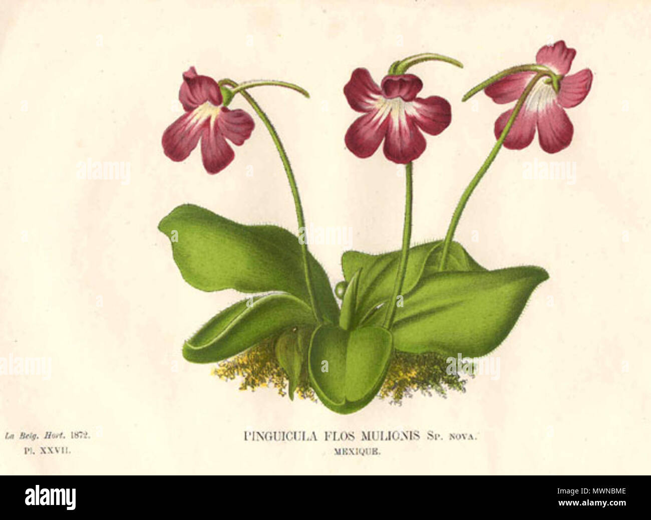 . Lentibulariaceae - Pinguicula caudata - Pinguicula flos-mulionis 485 ...