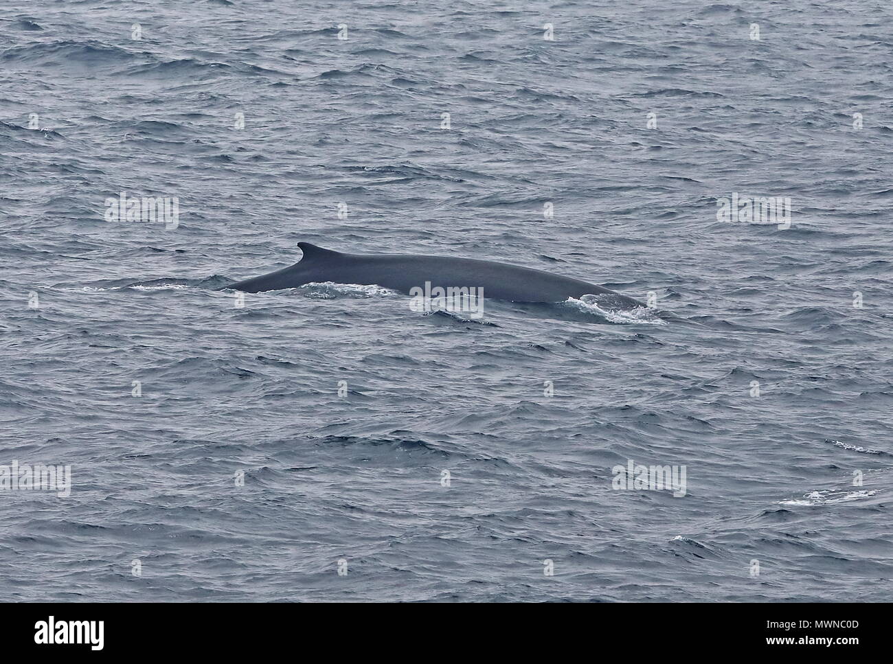 Fin Whale (Balaenoptera physalus physalus) adult surfacing Atlantic ...