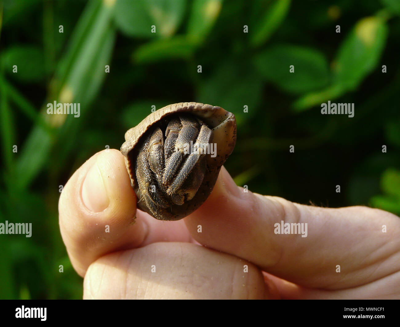 Joint footed animals hi-res stock photography and images - Alamy
