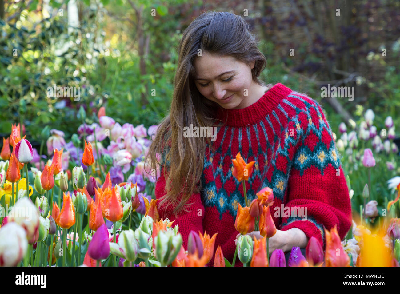Imogen Long cutting a selection of Tulips Stock Photo - Alamy