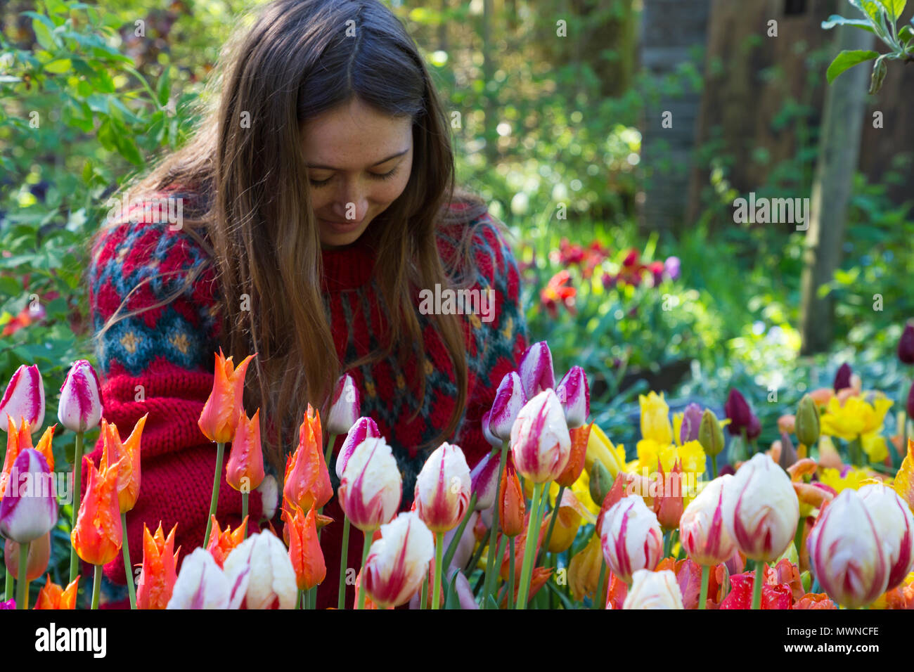 Imogen Long cutting a selection of Tulips Stock Photo - Alamy