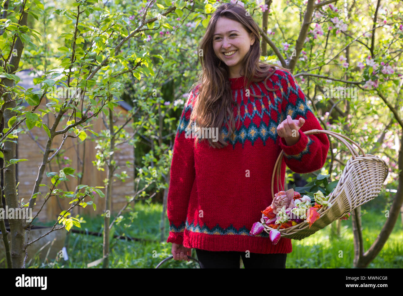Imogen Long carrying a trug of cut Tulips Stock Photo - Alamy