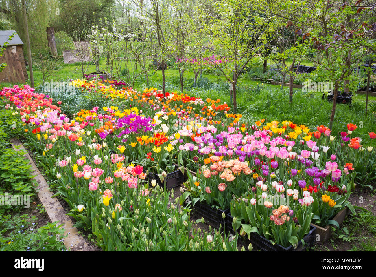 Overview of the Tulip growing beds at the bottom of the garden Stock ...