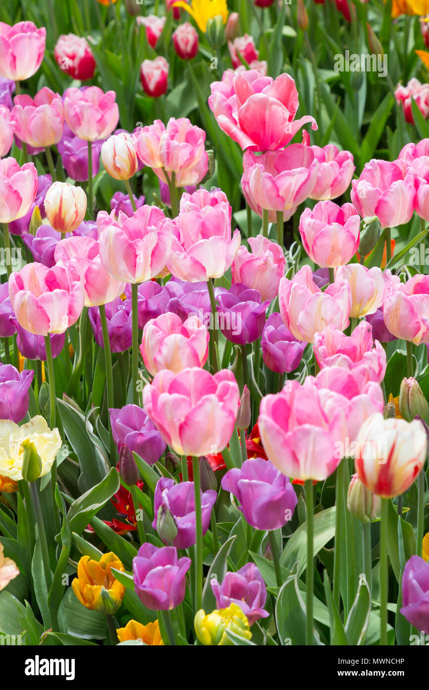 Tulip new design hi-res stock photography and images - Alamy