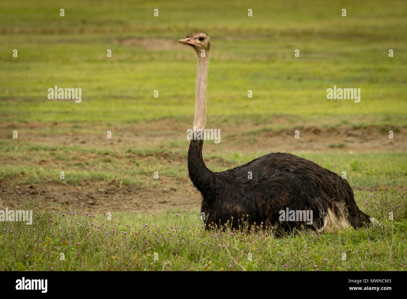 Ostrich lying hi-res stock photography and images - Alamy