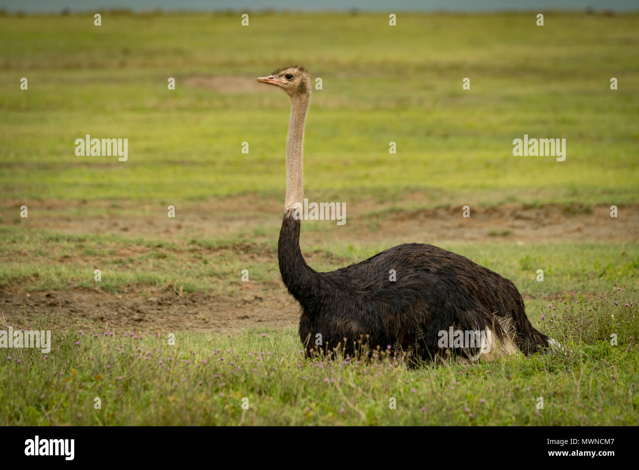 Ostrich lying hi-res stock photography and images - Alamy