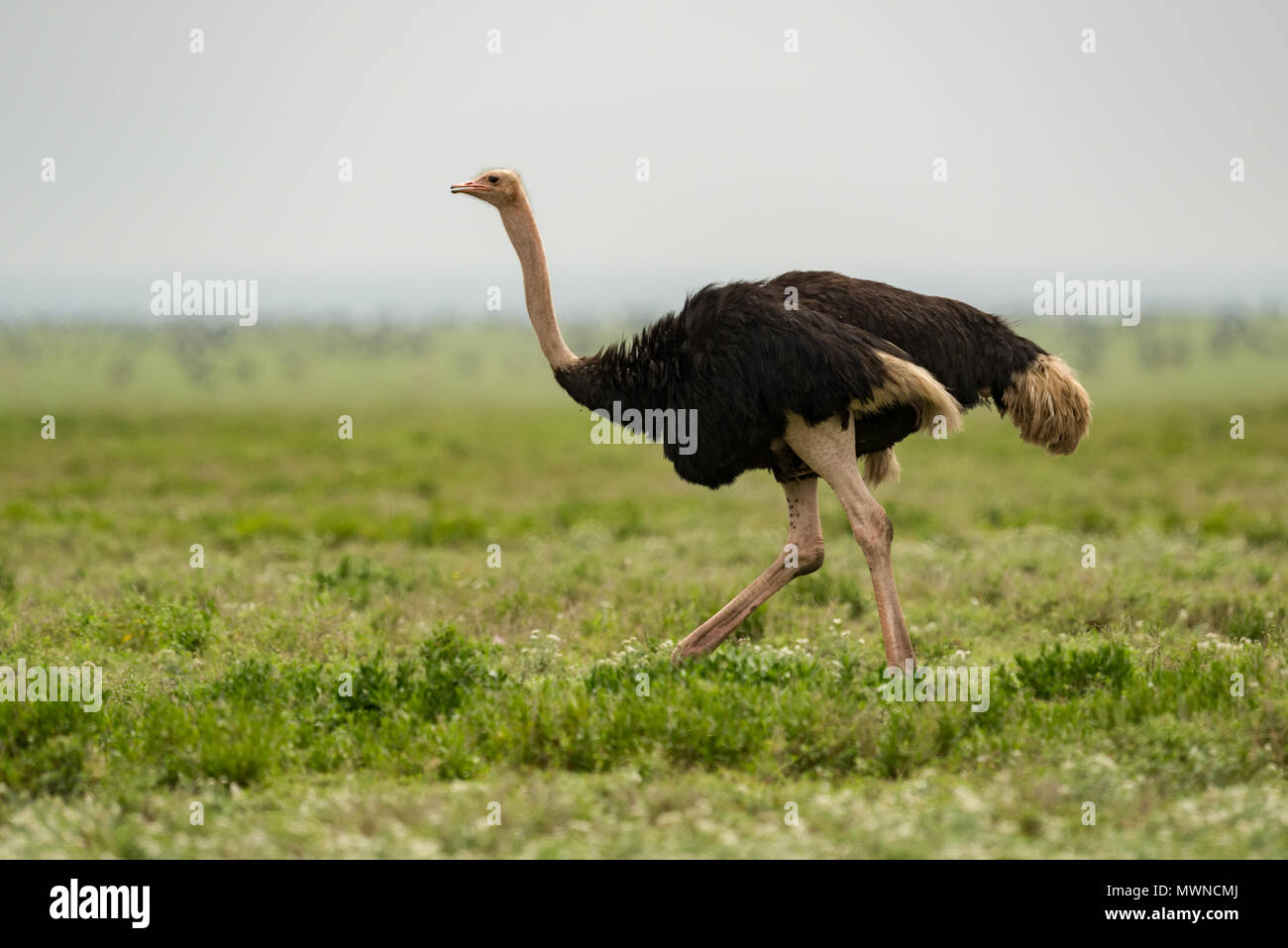 Male ostrich running hi-res stock photography and images - Alamy