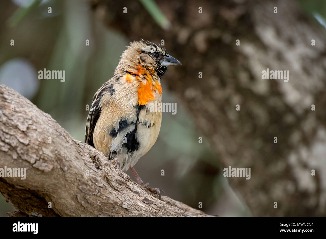 Female red bishop hi-res stock photography and images - Alamy
