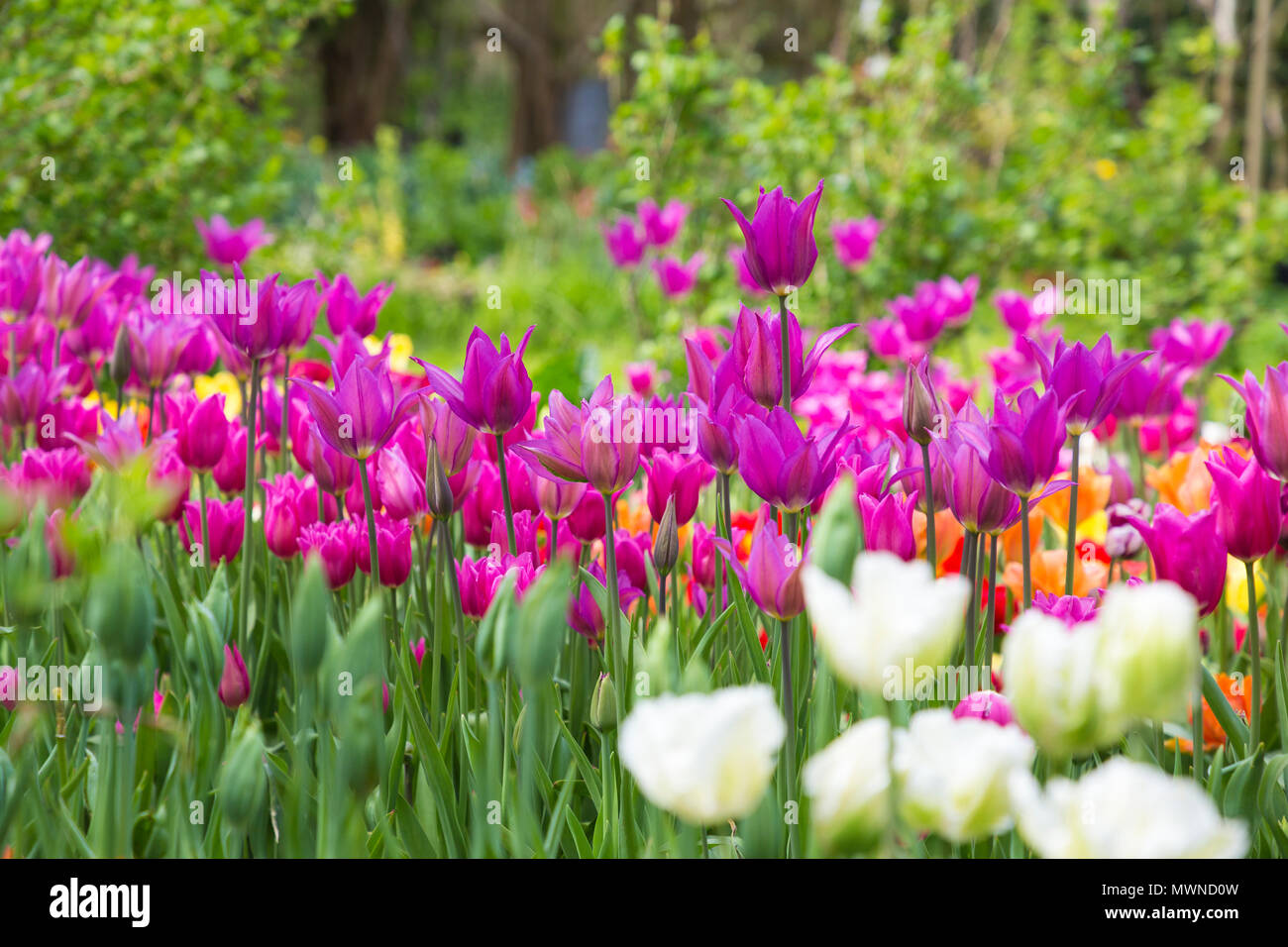 A row of Tulipa 'Maytime' Stock Photo - Alamy