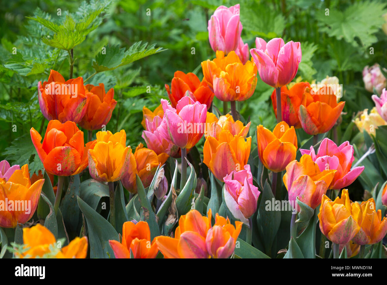 Tulipa 'Hermitage', Tulipa 'Princess Irene', Tulipa 'Pretty Princess ...