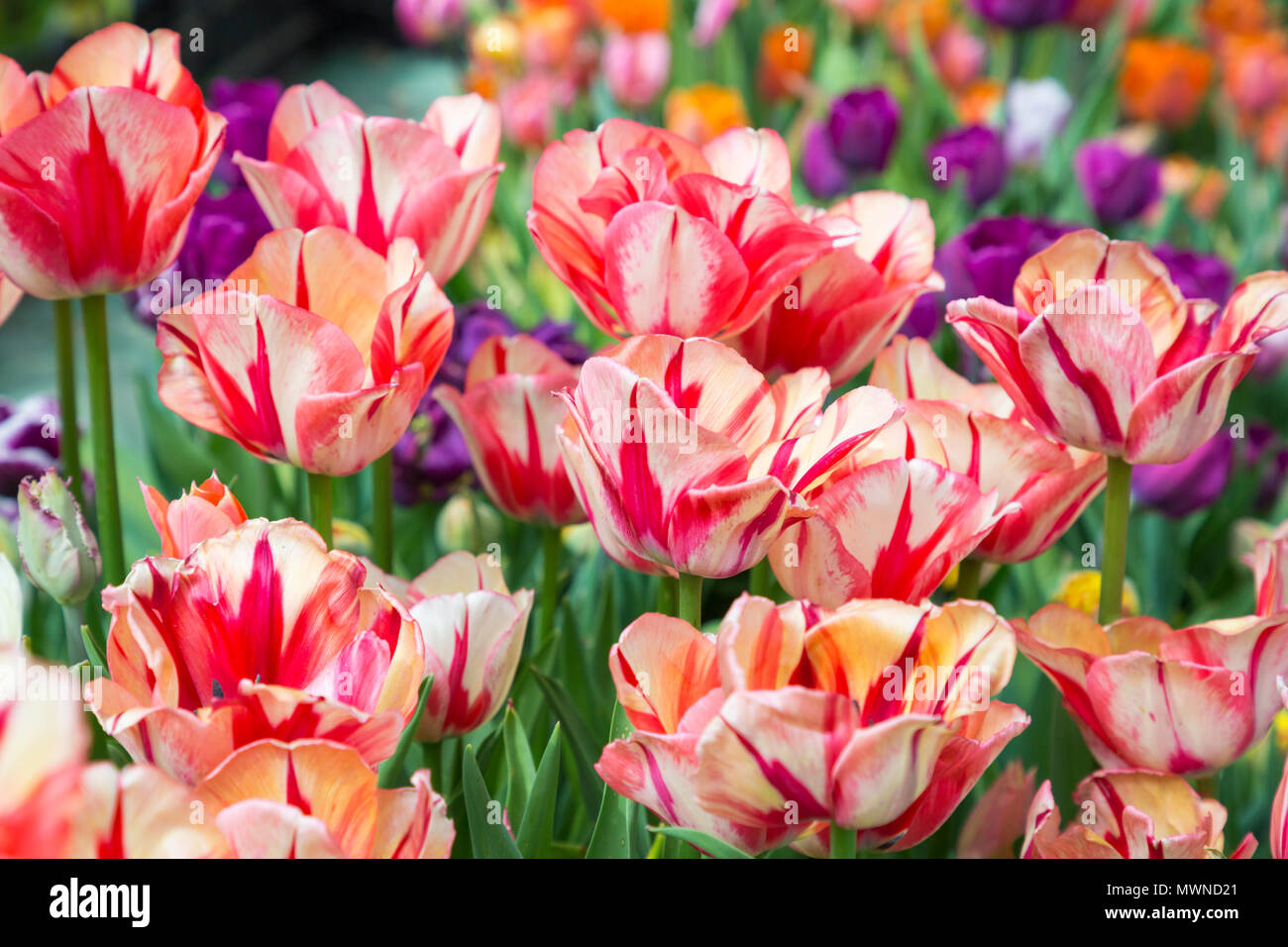Tulipa 'Spryng Break' Stock Photo - Alamy
