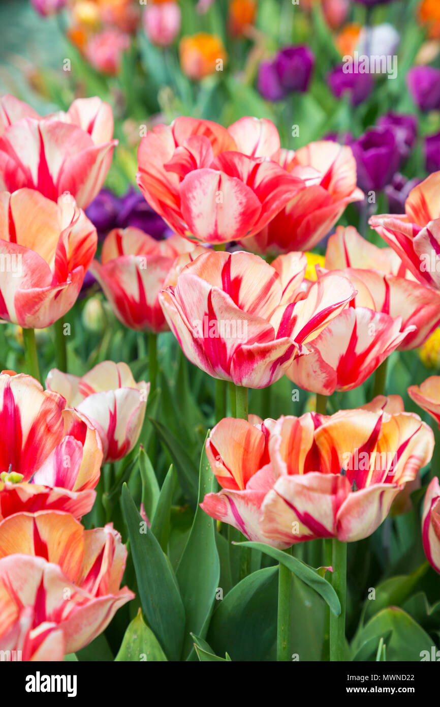 Spryng break hi-res stock photography and images - Alamy