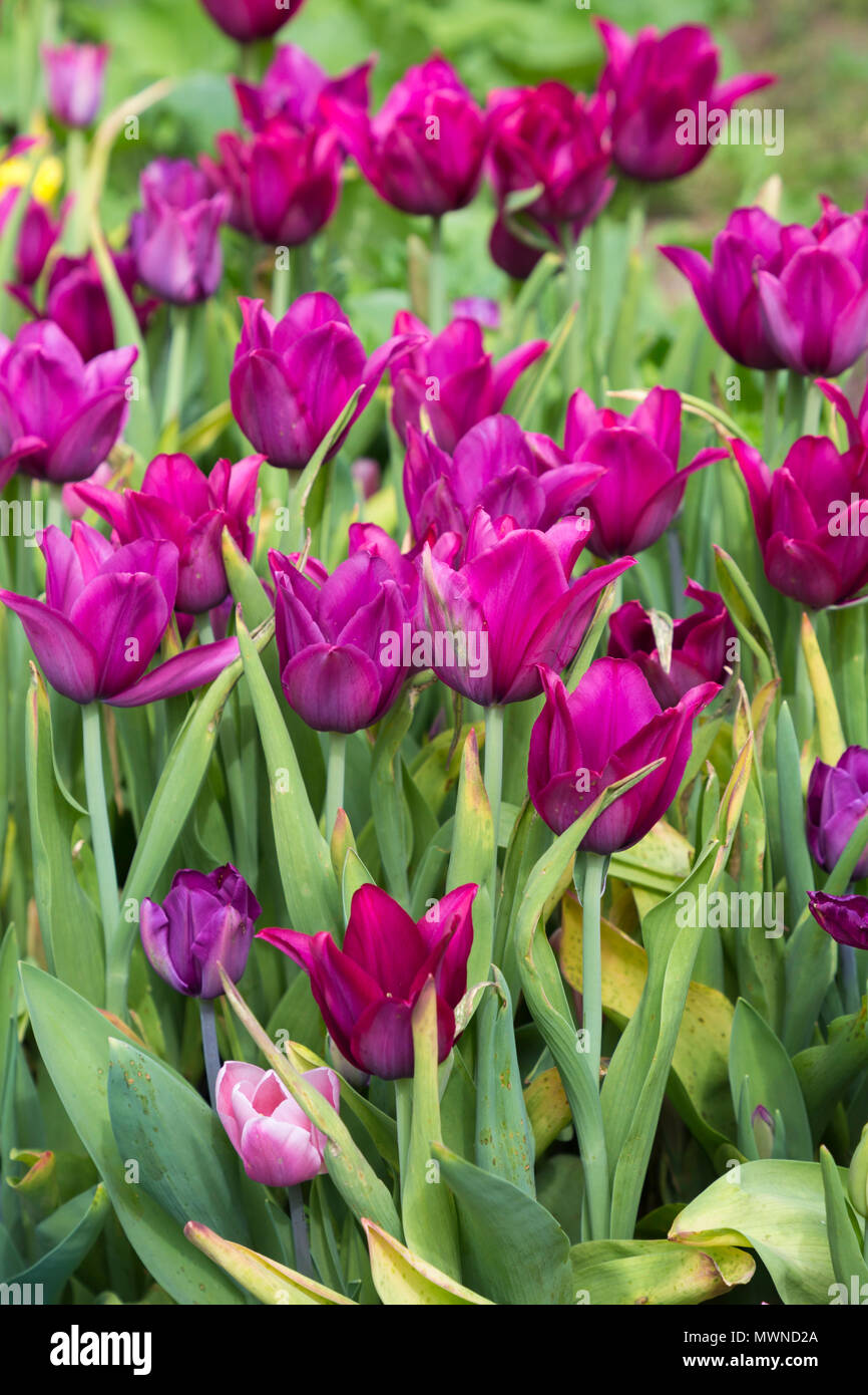 Purple Tulip variety Stock Photo - Alamy