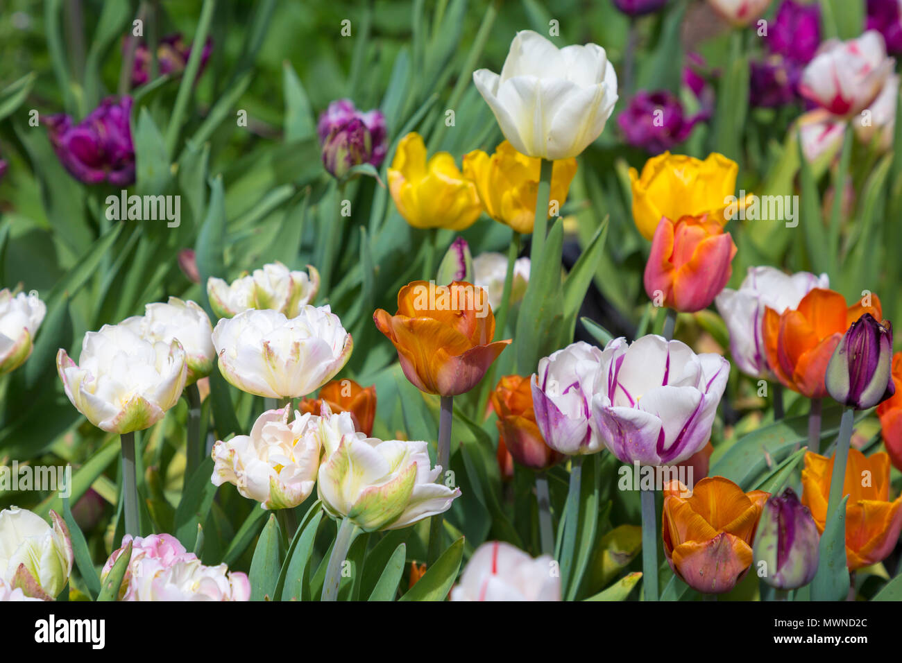 Tulipa 'Francoise' with Tulipa 'Rems Favourite' Stock Photo - Alamy