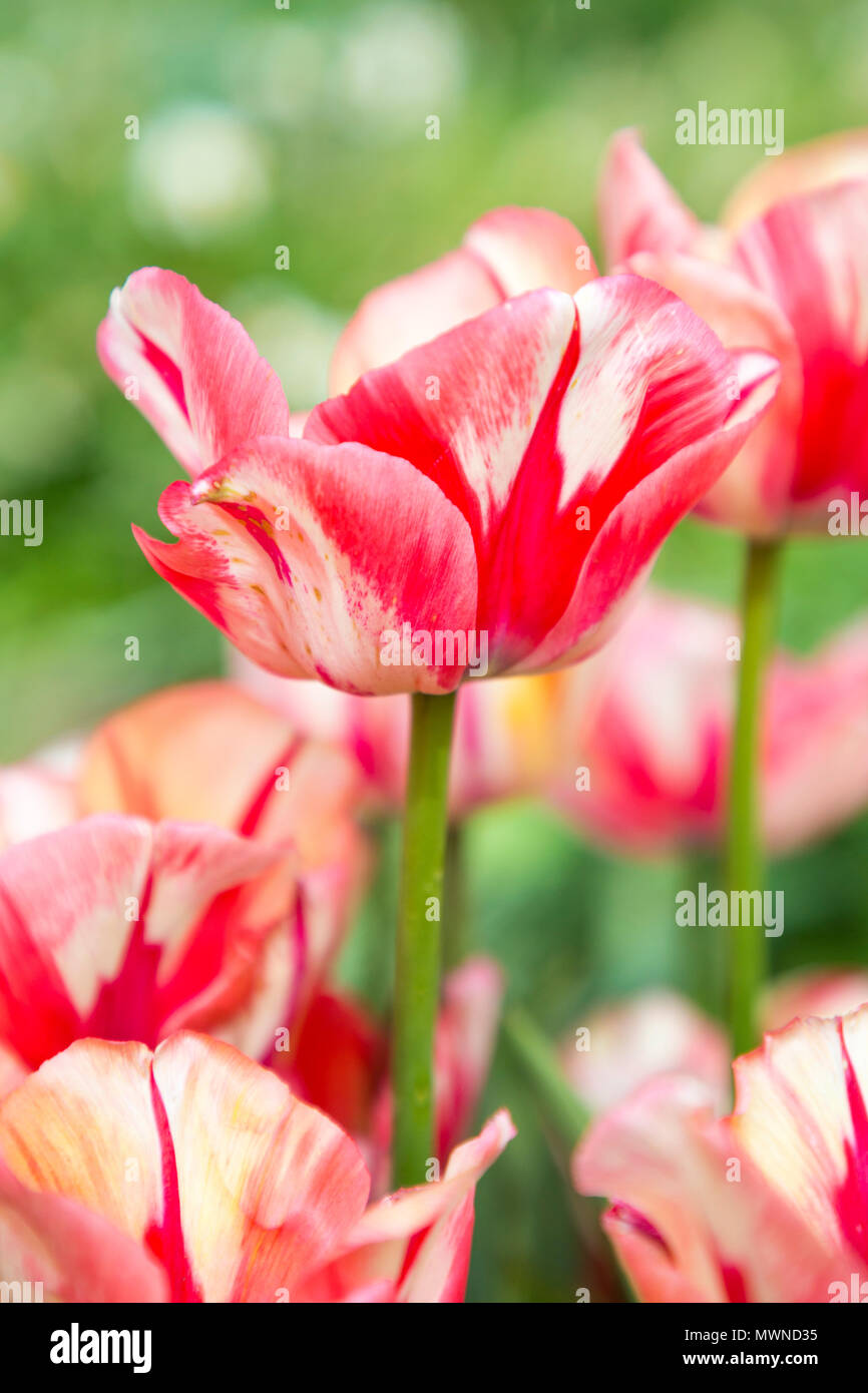 Tulipa 'Spryng Break' Stock Photo - Alamy