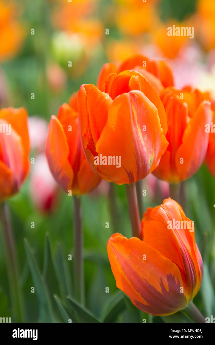 Tulip hermitage hi-res stock photography and images - Alamy