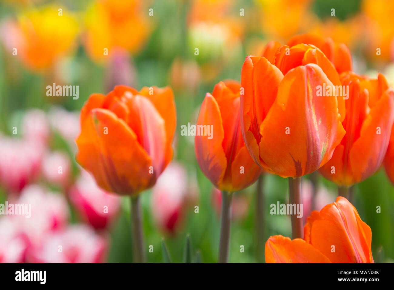 Tulip hermitage hi-res stock photography and images - Alamy