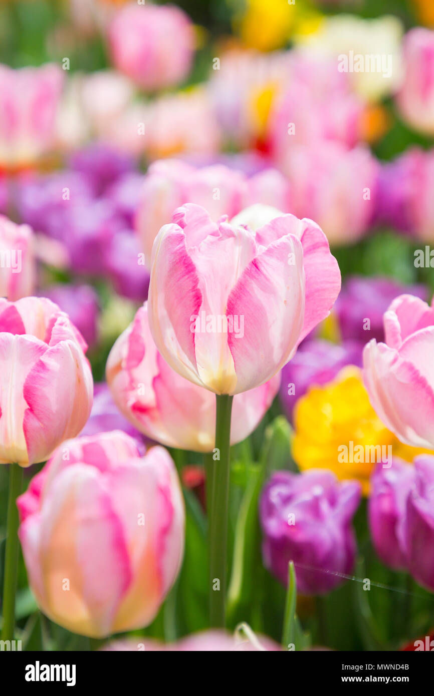Tulip new design hi-res stock photography and images - Alamy