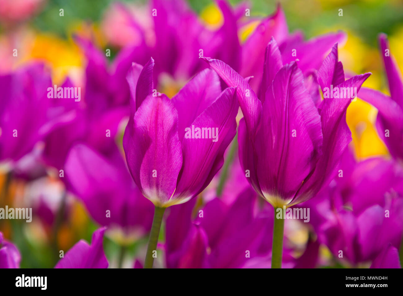 Purple dream hi-res stock photography and images - Alamy