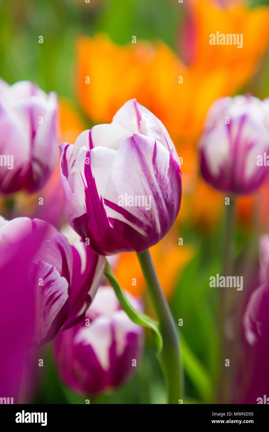 Tulip rem's favourite hi-res stock photography and images - Alamy