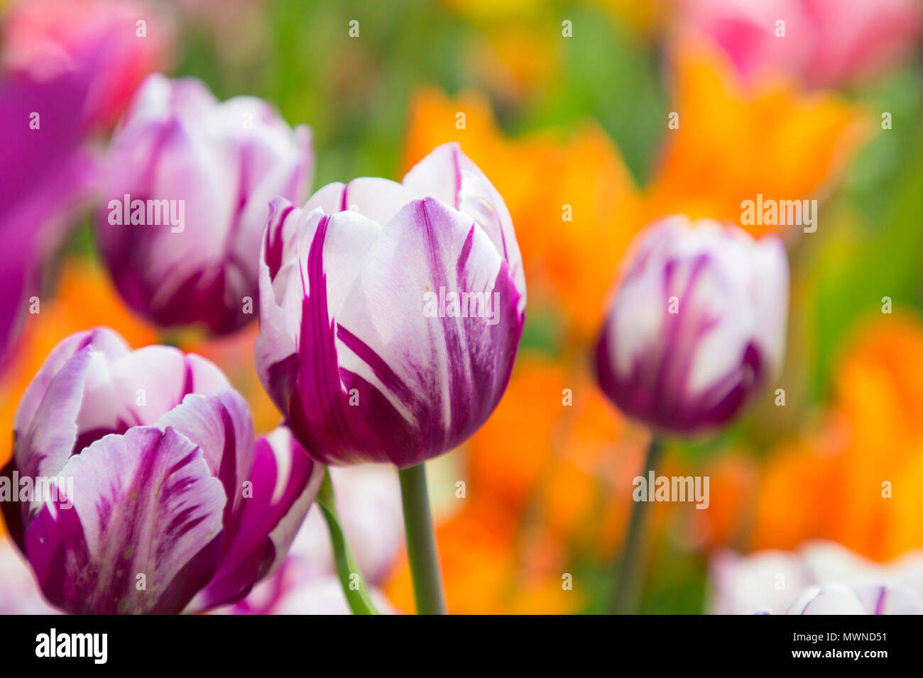 Tulip rem's favourite hi-res stock photography and images - Alamy