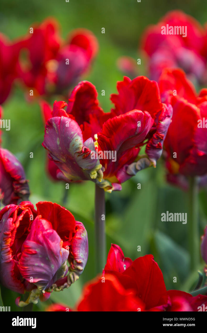 Parrot tulip rococo hi-res stock photography and images - Alamy