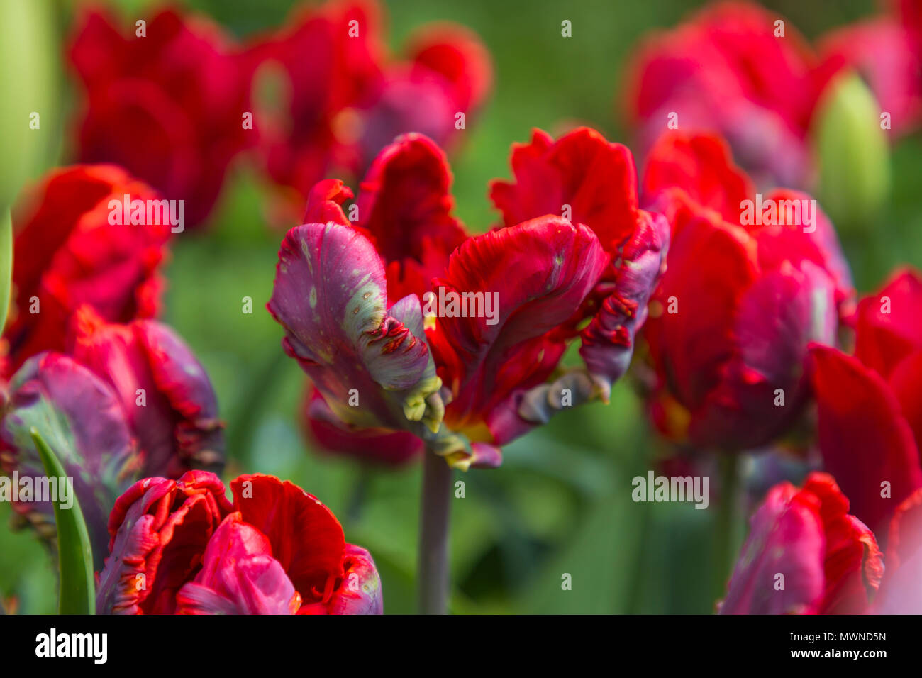 Rococo tulip hi-res stock photography and images - Alamy