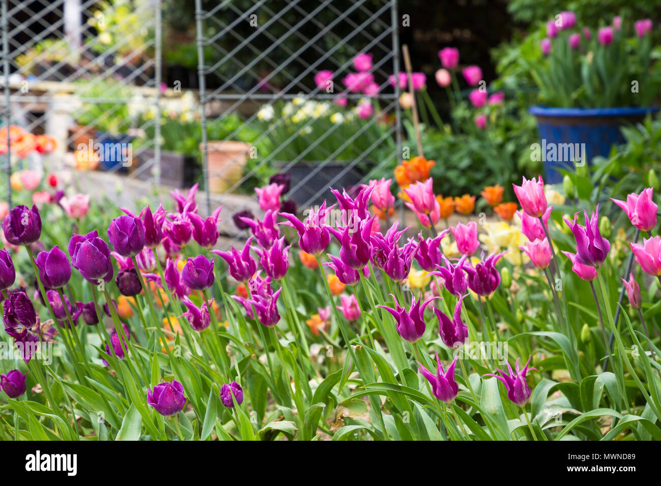 Tulipa 'Maytime' in the Tulip test beds Stock Photo - Alamy
