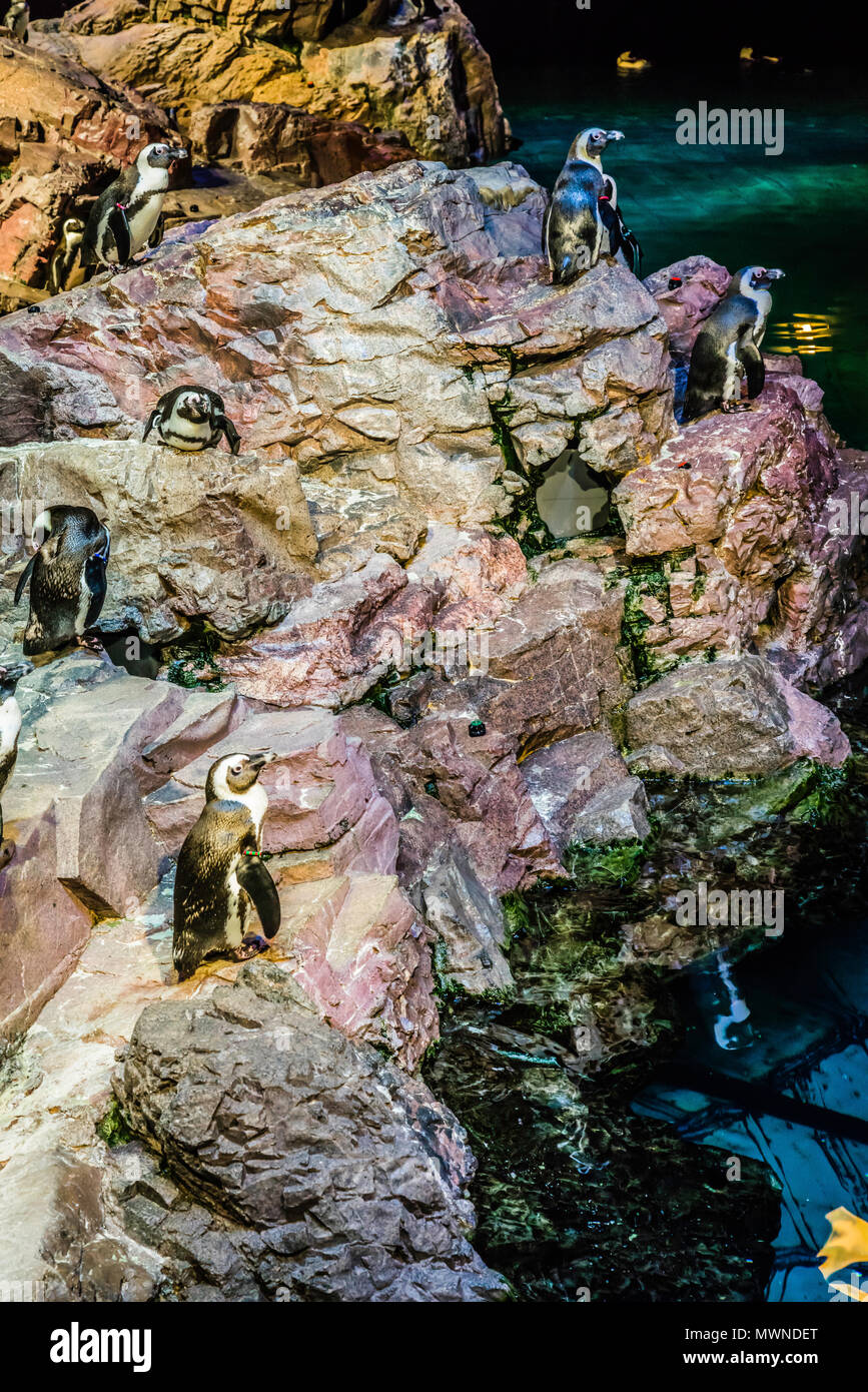 New England Aquarium Boston, Massachusetts, USA Stock Photo - Alamy