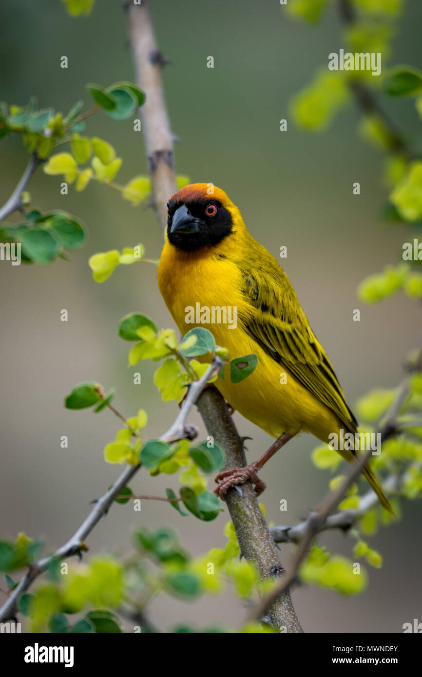 Masked weaver bird on branch turning head Stock Photo - Alamy